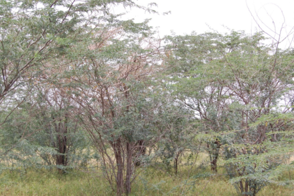 MAPME Initiative in Ethiopia: Woody Vegetation Mapping
