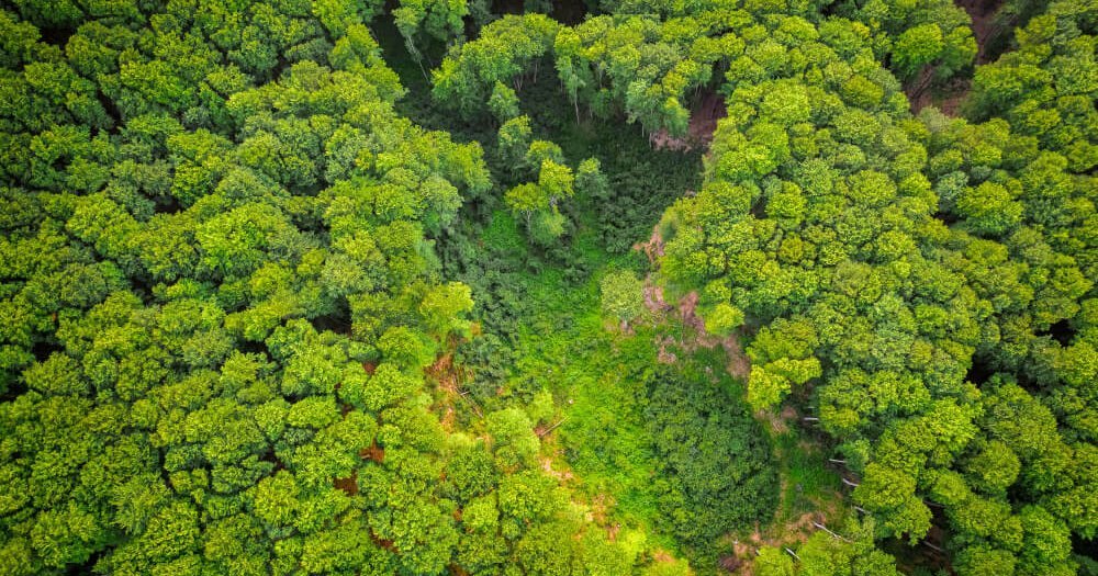 MAPME Initiative in Laos: Forest preservation