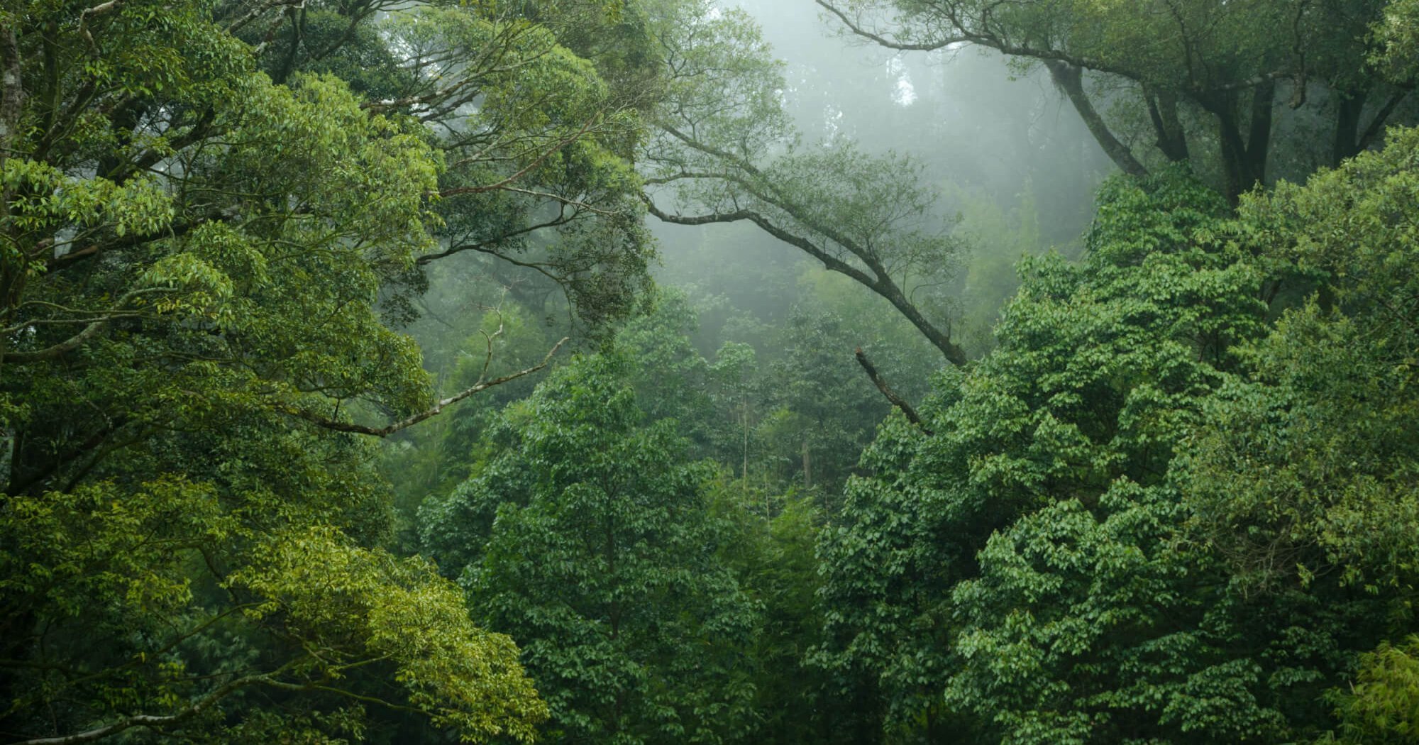 MAPME Initiative in Vietnam: Forest preservation